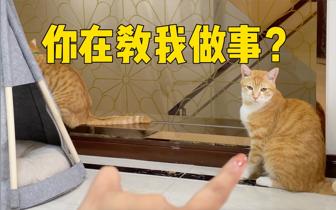 我家猫咪的10斤的身体里好像有20斤的反骨 蛋妈家dmj 蛋妈家dmj 哔哩哔哩视频