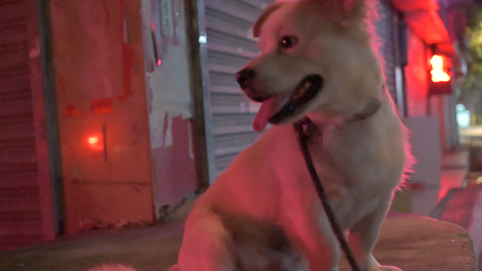 尼康z62晚上对焦无敌_哔哩哔哩_bilibili