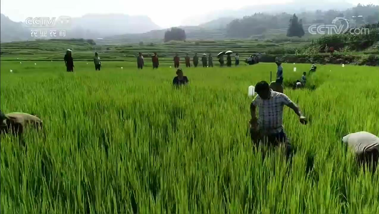 【放送文化】2019.9.23 CCTV17农业农村频道正式开播首日开台片段_哔哩哔哩 (゜-゜)つロ 干杯~-bilibili