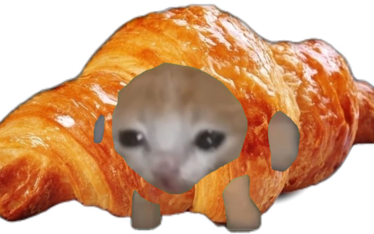 【梗百科】Quaso是啥梗？可可爱爱可颂猫怎么火了？