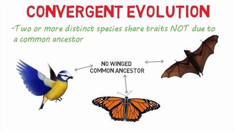 Convergent Evolution Vs Divergent Evolution