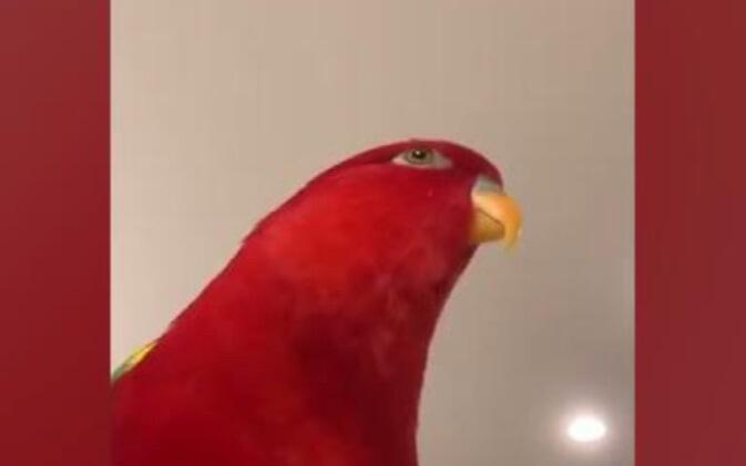 Red birb🍅silent wuewuewuewue - 哔哩哔哩