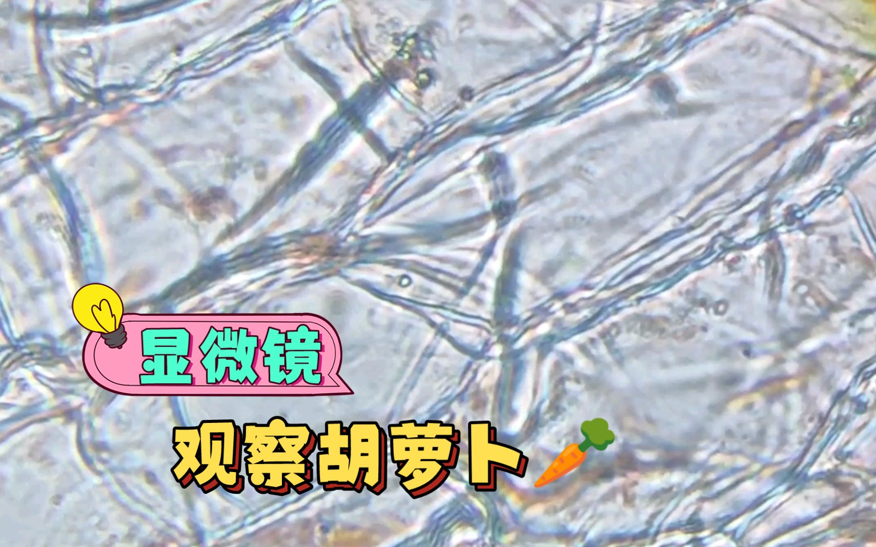 显微镜：观察胡萝卜🥕-bilibili(B站)无水印视频解析——6li6在线工具箱