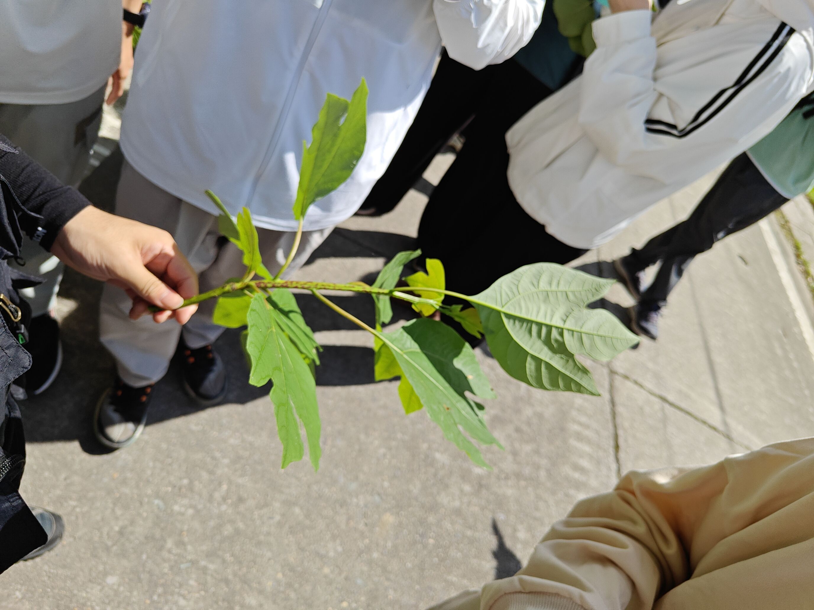 【上春山】但是树木学实训-沁南2333-沁南2333-哔哩哔哩视频