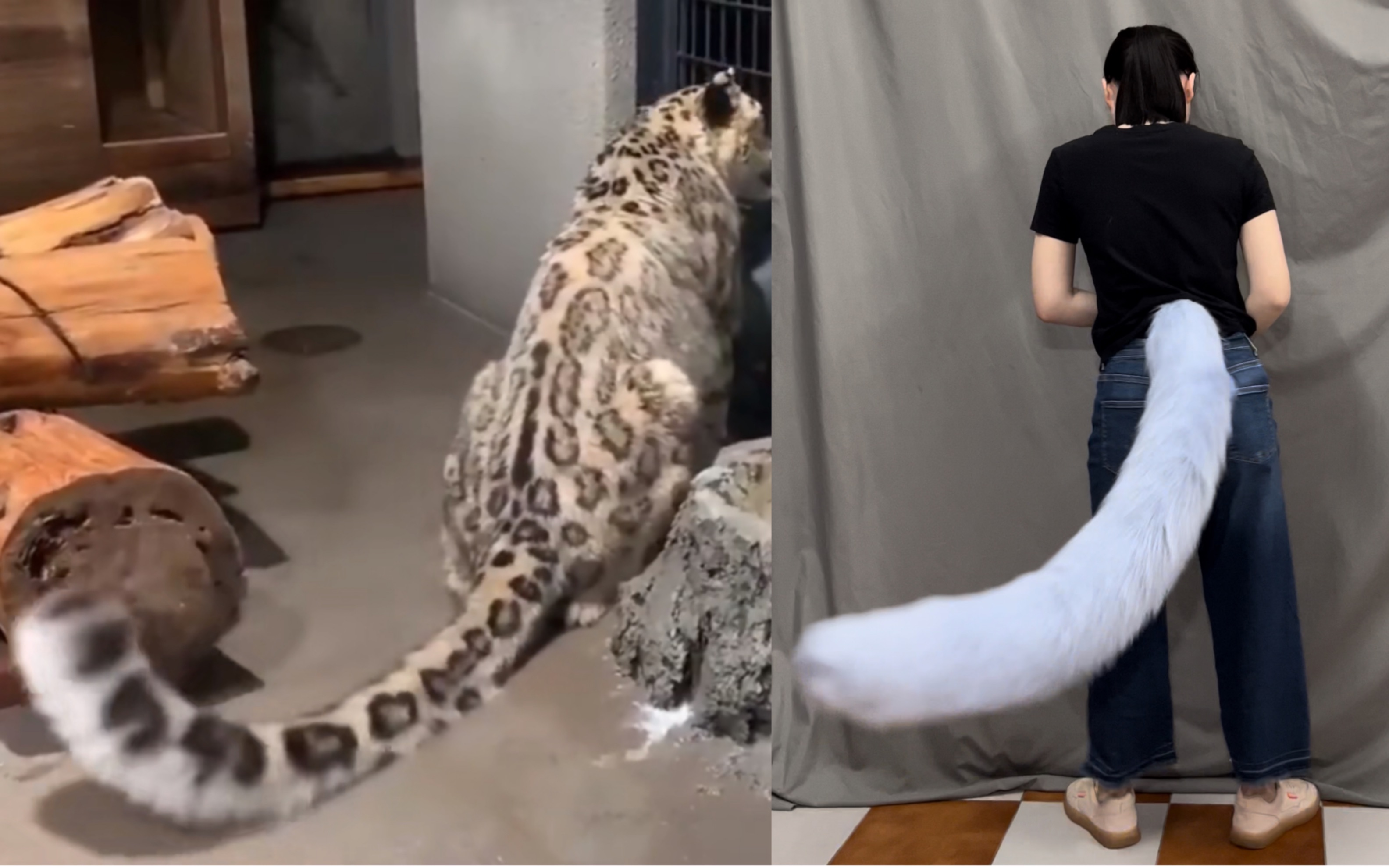 猫科尾巴来了，1米长的大尾巴也有很好的可动性_哔哩哔哩_bilibili