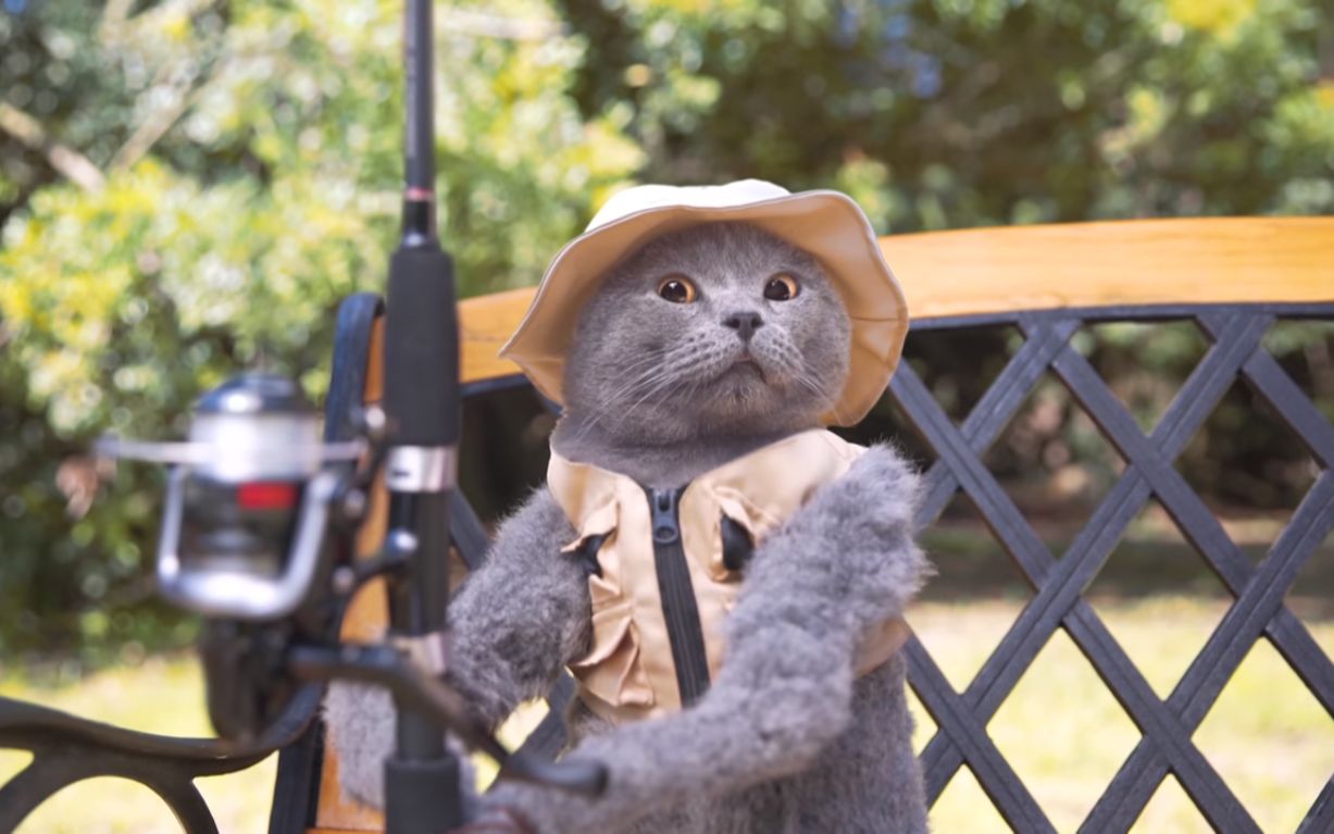 【当猫咪去钓鱼】when cats go fishing--AaronsAnimals_哔哩哔哩 (゜-゜)つロ 干杯~-bilibili