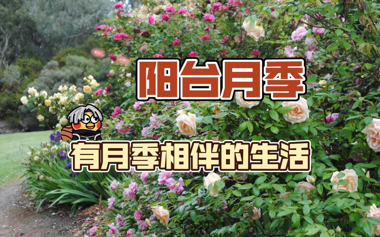 阳台月季品种盘点——有了果汁阳台，我们还可以选择哪些月季 哔哩哔哩 9341