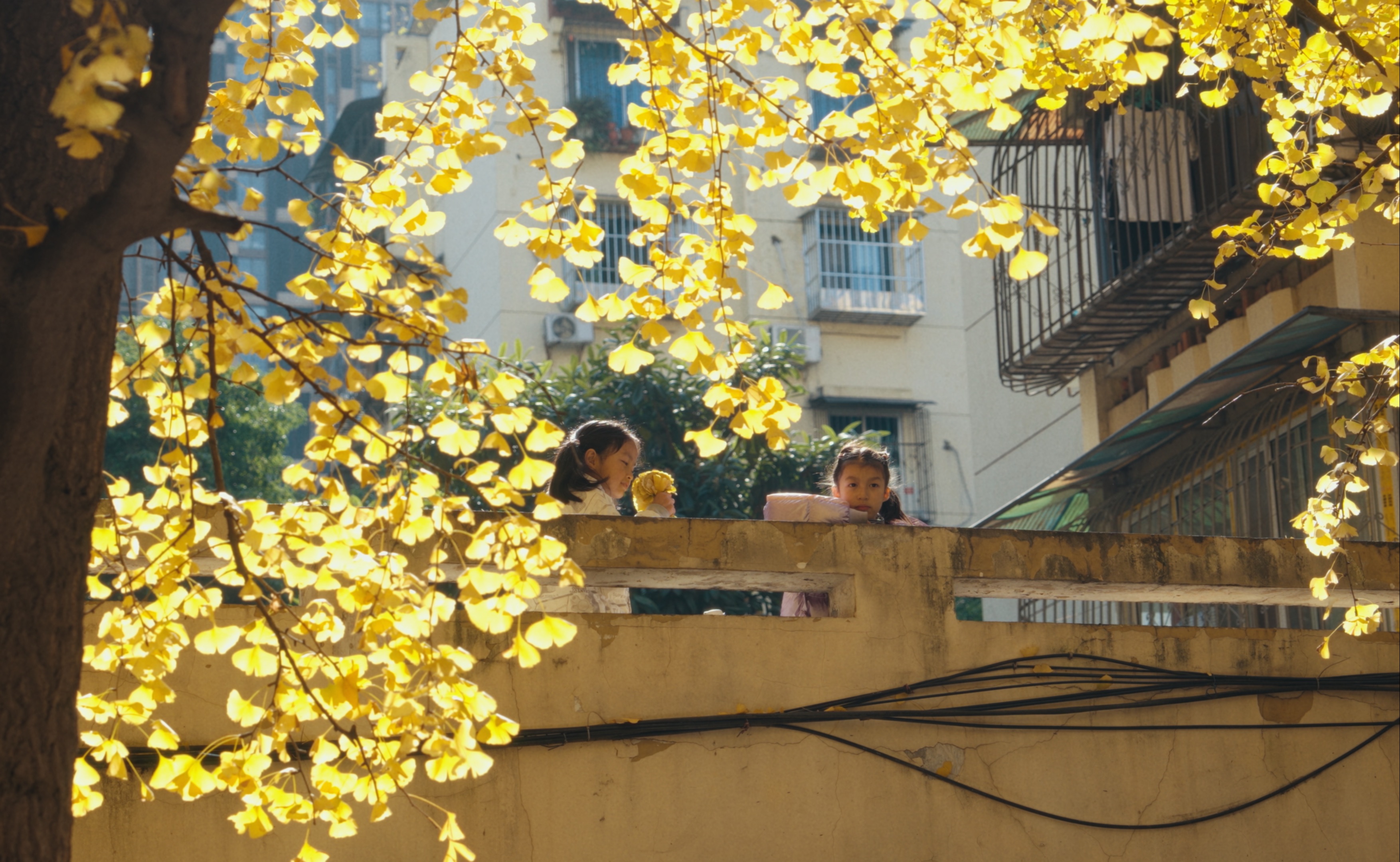 “明年一定要来成都看银杏，好吗！”-马大发Dafa-马大发Dafa-哔哩哔哩视频