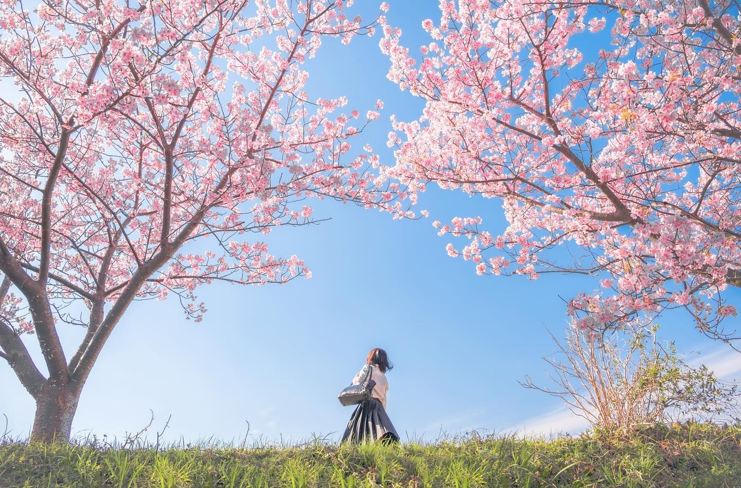 【摄影日记】日本摄影师 tomosaki 第一期-四月菜饼子-四月菜饼子-哔哩哔哩视频