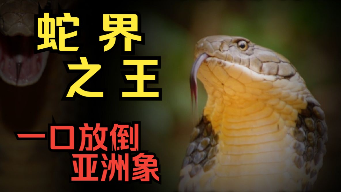 【名蛇讲解】"过山之王，蛇界霸主."眼镜王蛇强势亮相，最大毒蛇全面讲解！-Viperman_TV-Viperman_TV-哔哩哔哩视频