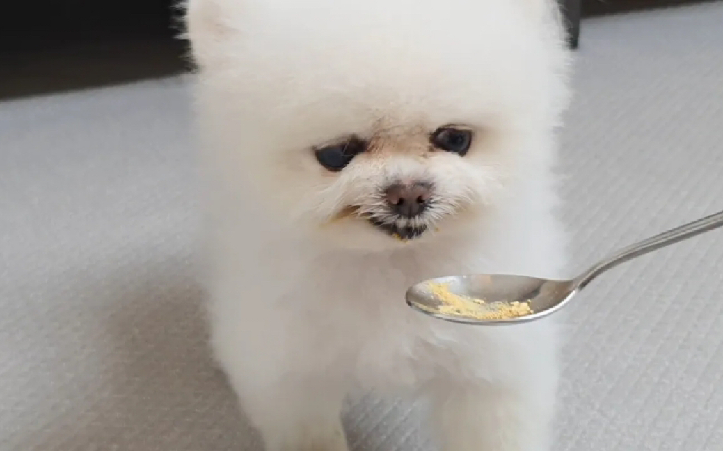 【中字】RuPong一家｜闻到药味就会干呕的狗狗_哔哩哔哩_bilibili