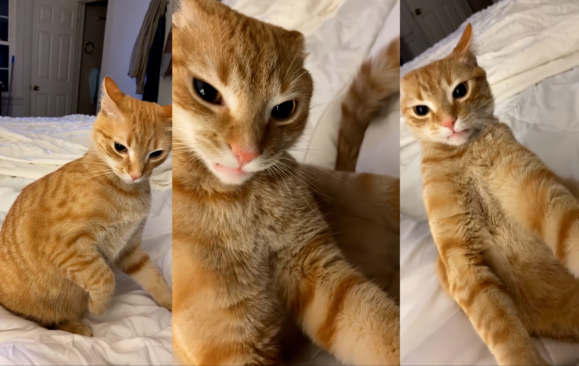 渴望暴力的猫咪-Kitty_OxO-Animal-哔哩哔哩视频