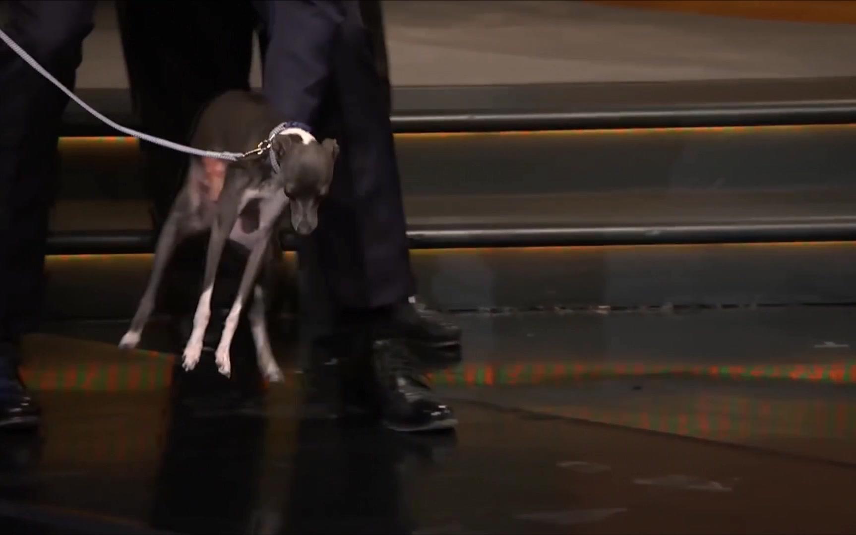 【更新版】Andy Samberg vs. Frisbee the dog（Feat. Ellie Kemper and Joanna ...