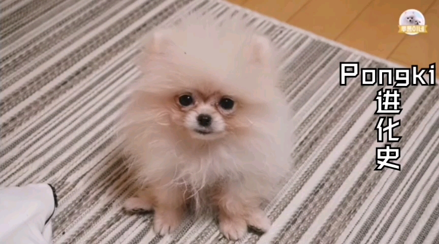 【博美】Pongki的成长进化史…_哔哩哔哩 (゜-゜)つロ 干杯~-bilibili