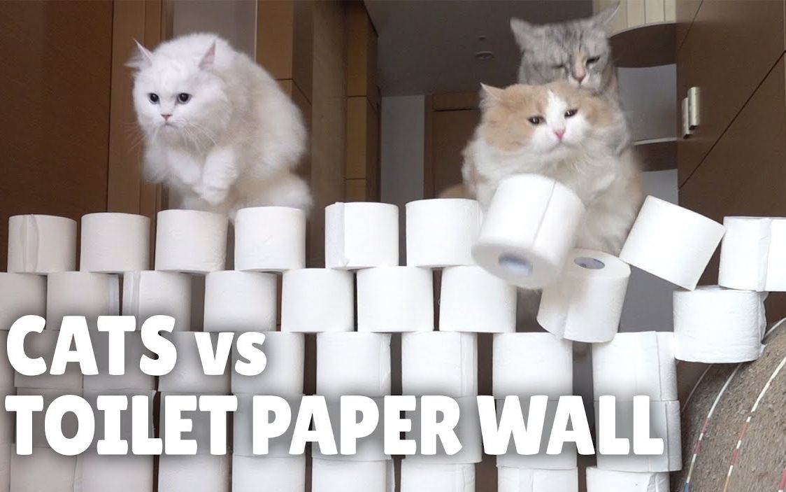 【Kittisaurus】猫咪VS厕纸墙_哔哩哔哩_bilibili