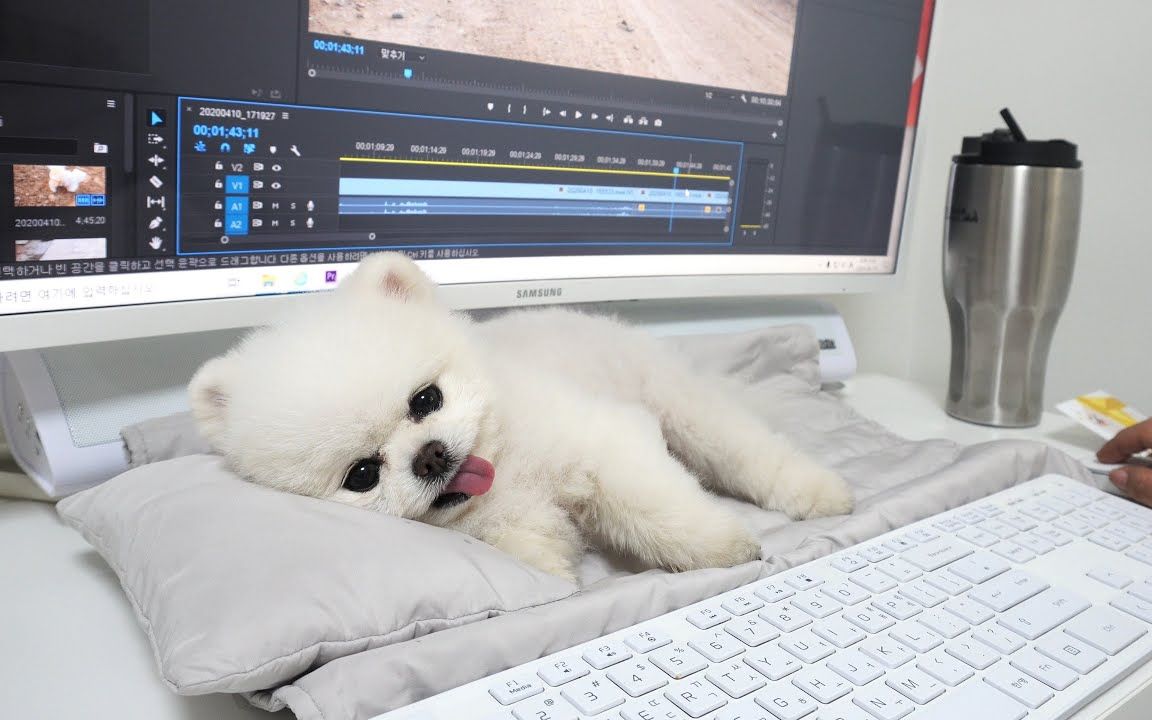 因为Pongki我都没法工作啦_哔哩哔哩_bilibili