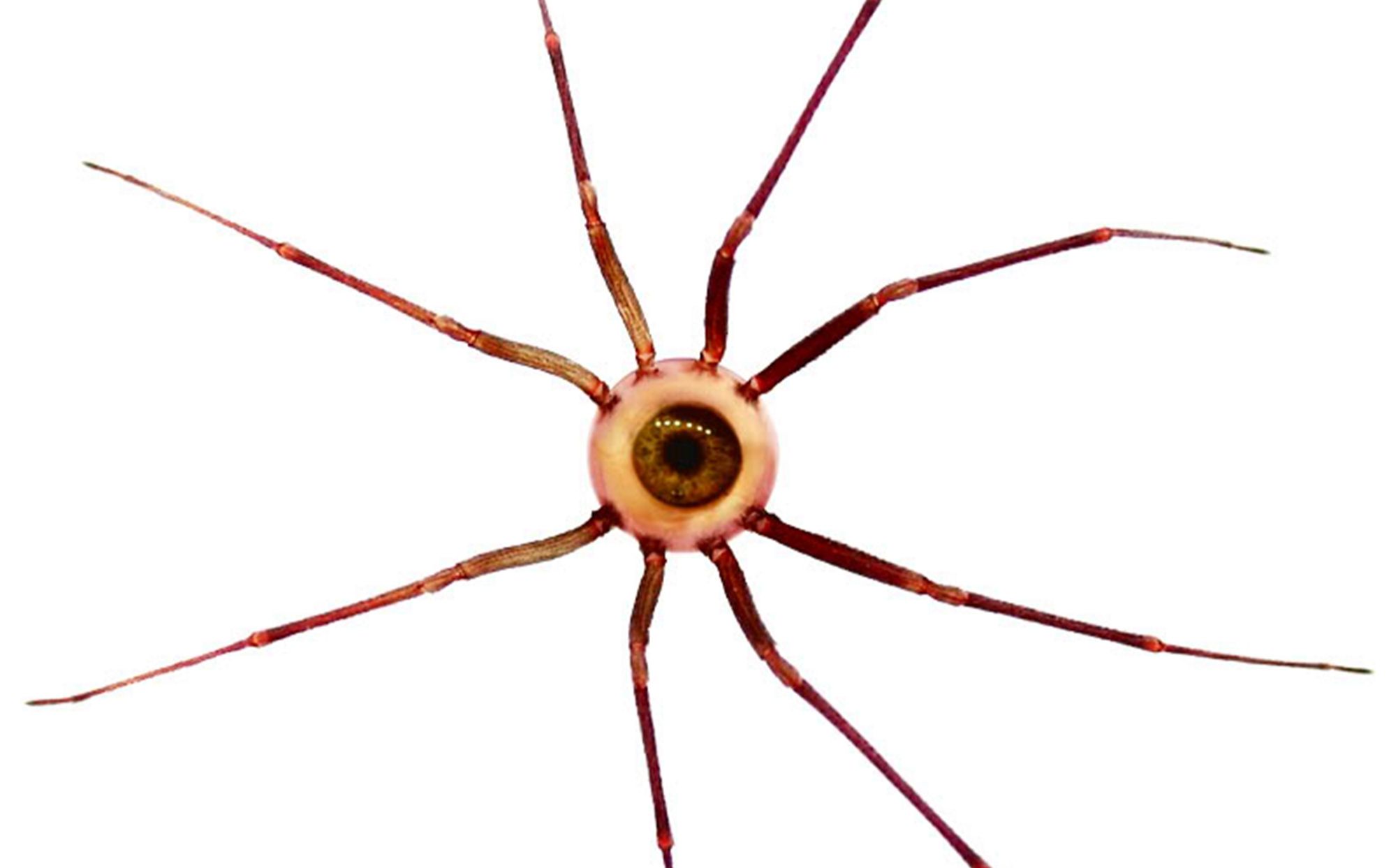 【SCP恐极系列】SCP-525 眼蛛 它的眼就是你的眼_哔哩哔哩 (゜-゜)つロ 干杯~-bilibili