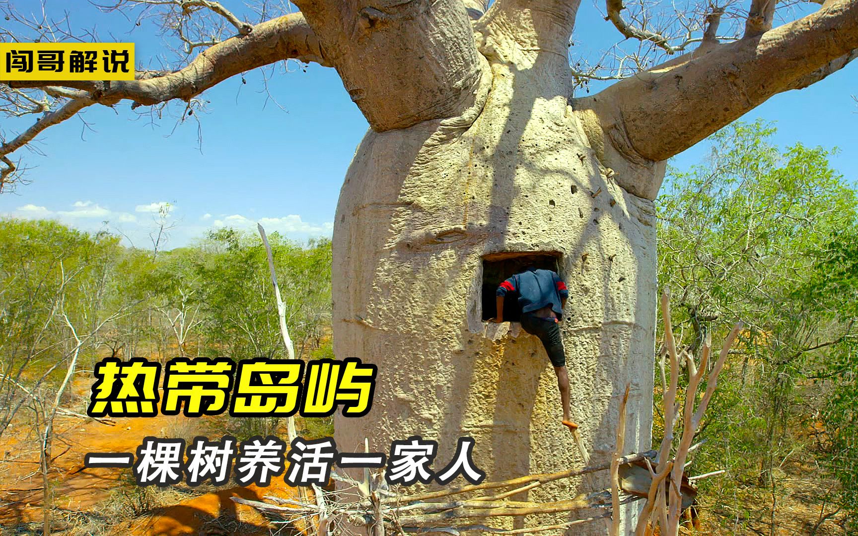 猴面包树能喝能住，马岛猬天赋异禀百里传声，狐猴用中指钓虫子-闯哥电影解说-闯哥电影解说-哔哩哔哩视频