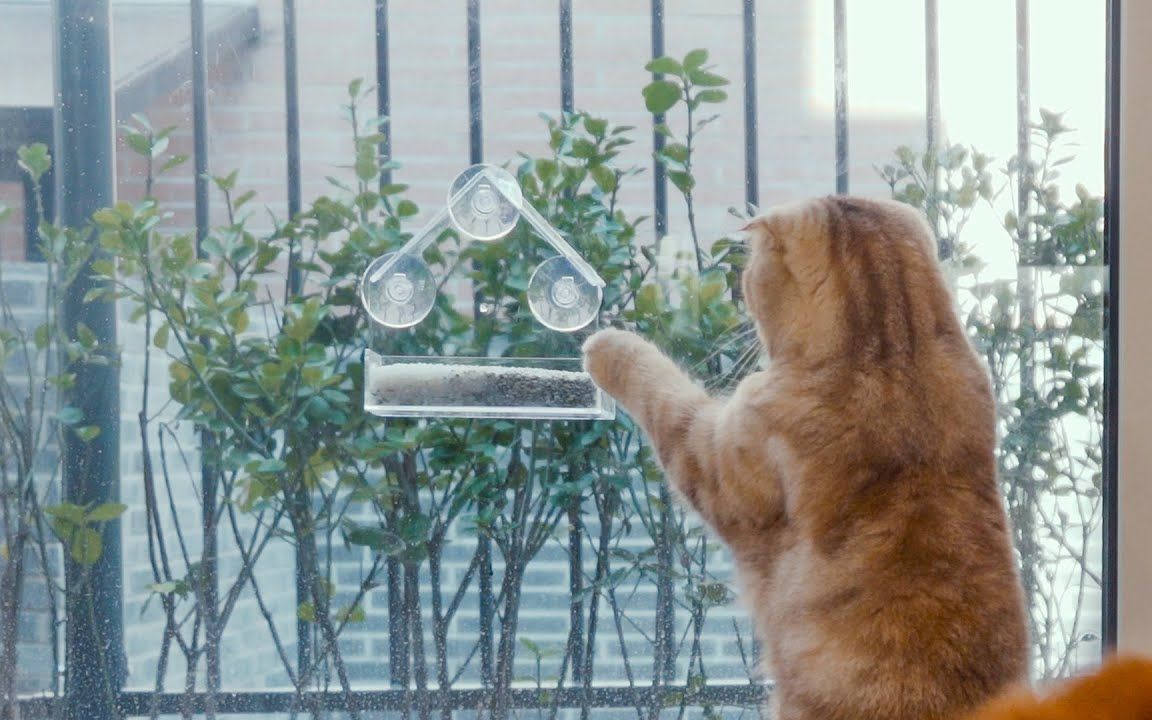 【SuriNoel】【英翻中字】给猫咪看看真的小鸟_哔哩哔哩_bilibili