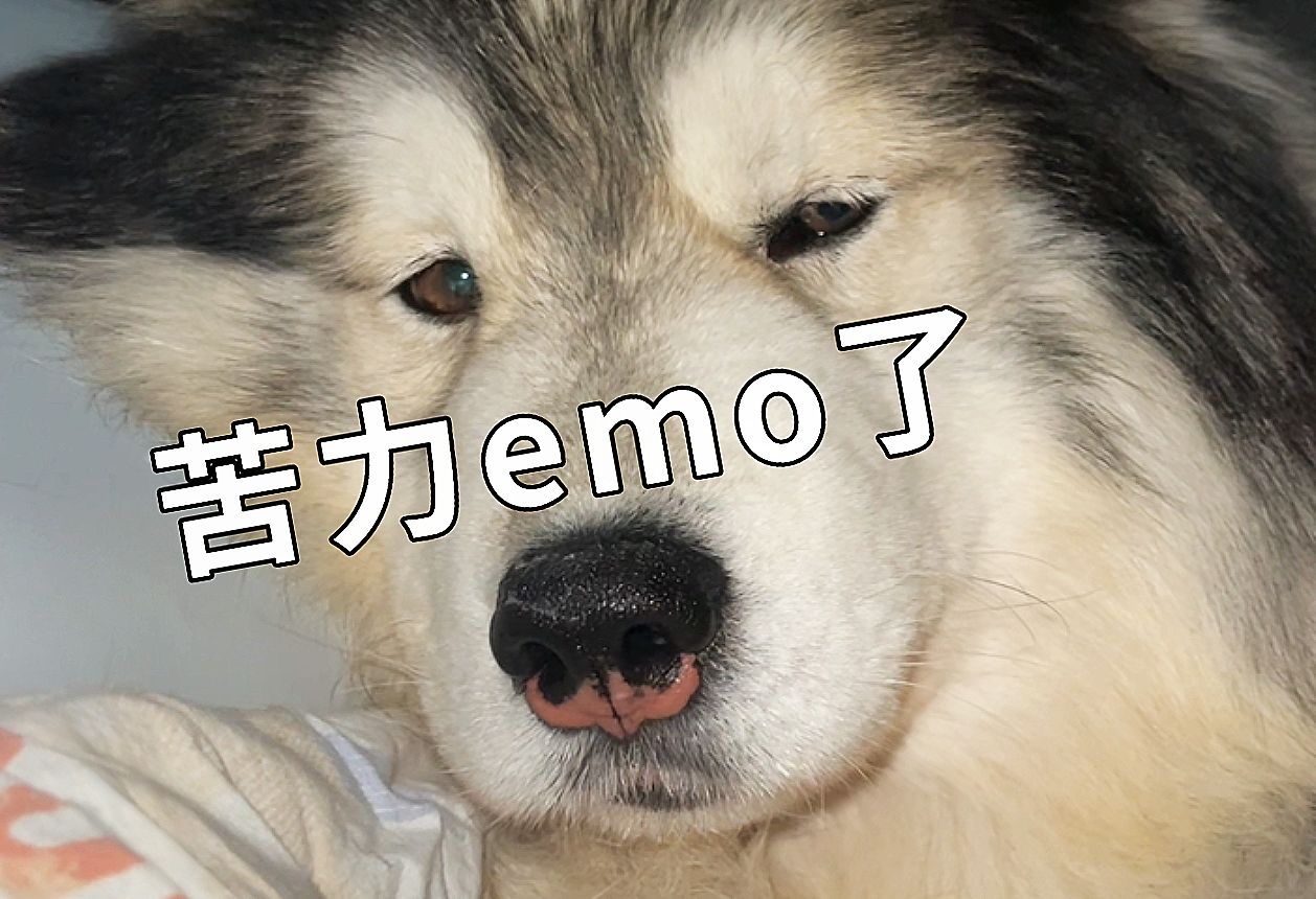 只有Momo&苦力emo的世界达成了-大户人家小杨-大户人家小杨-哔哩哔哩视频