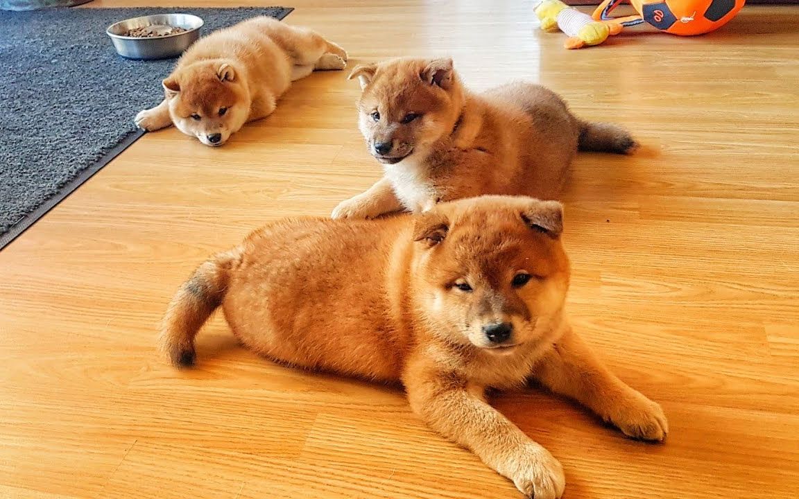 【柴犬Shiro Suki】三柴混战！（四分钟的长视频，结尾有特效彩蛋）_哔哩哔哩_bilibili