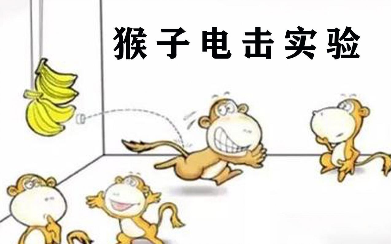 #人类观察所vol.142.猴子电击实验 你身边有什么不成文的规定吗？ - 哔哩哔哩