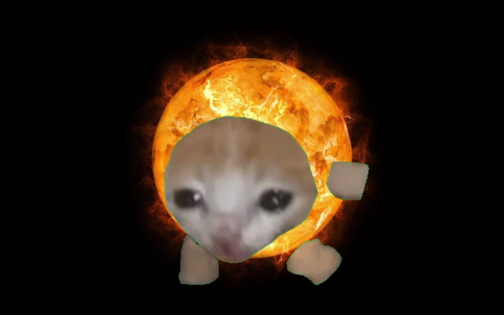 The Sun cat_哔哩哔哩_bilibili