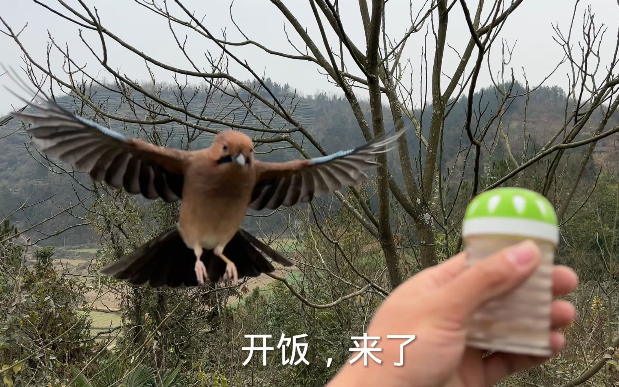 欺负我没长翅膀，钻了一座山才追上它-蒙面鸟哥-蒙面鸟哥-哔哩哔哩视频