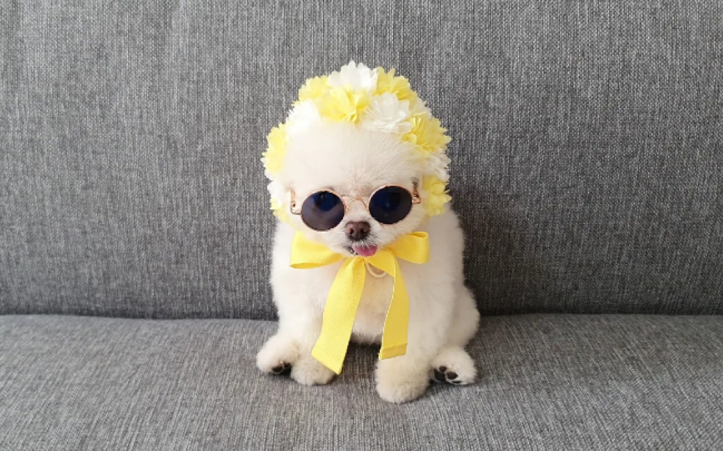 【中字】RuPong一家｜奇迹狗勾之小流氓和小仙女 - 视频下载 Video Downloader