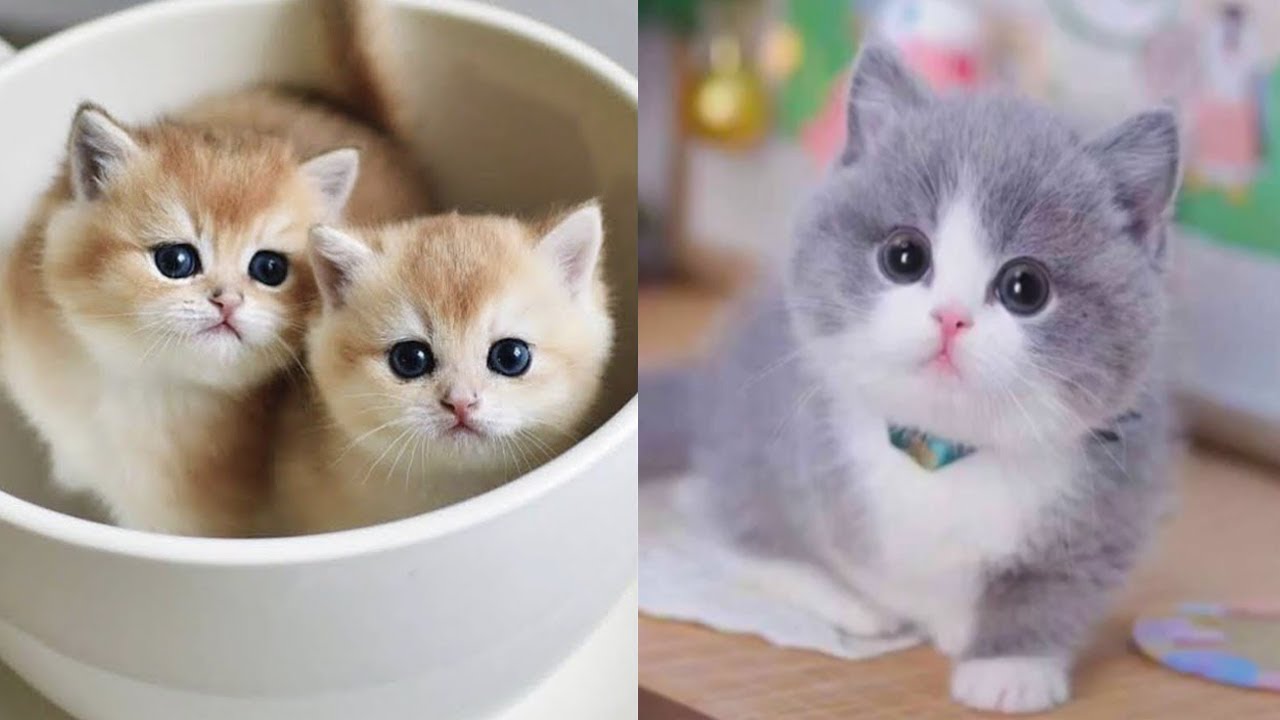 Baby_Cats_-_Cute_and_Funny_Cat_Videos_Compilation_13_Aww_Animals-u ...