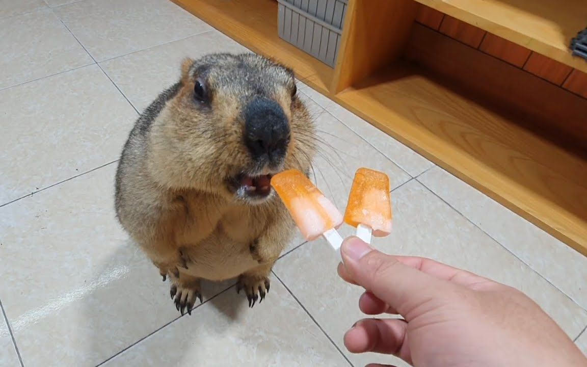 土拨鼠吃冰淇淋软糖-taoz大人-taoz大人-哔哩哔哩视频