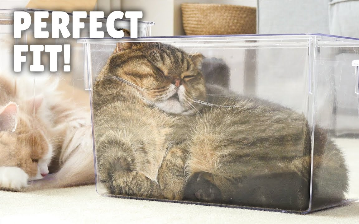 【Kittisaurus】【中字】只要能钻进去，LuLu就一定不会放弃！_哔哩哔哩_bilibili