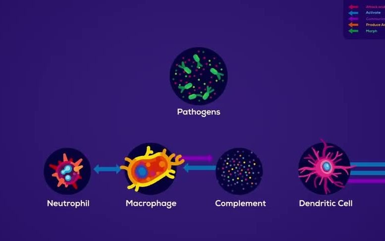 How the Immune System Works.pdf - 微盘下载 - 小不点搜索