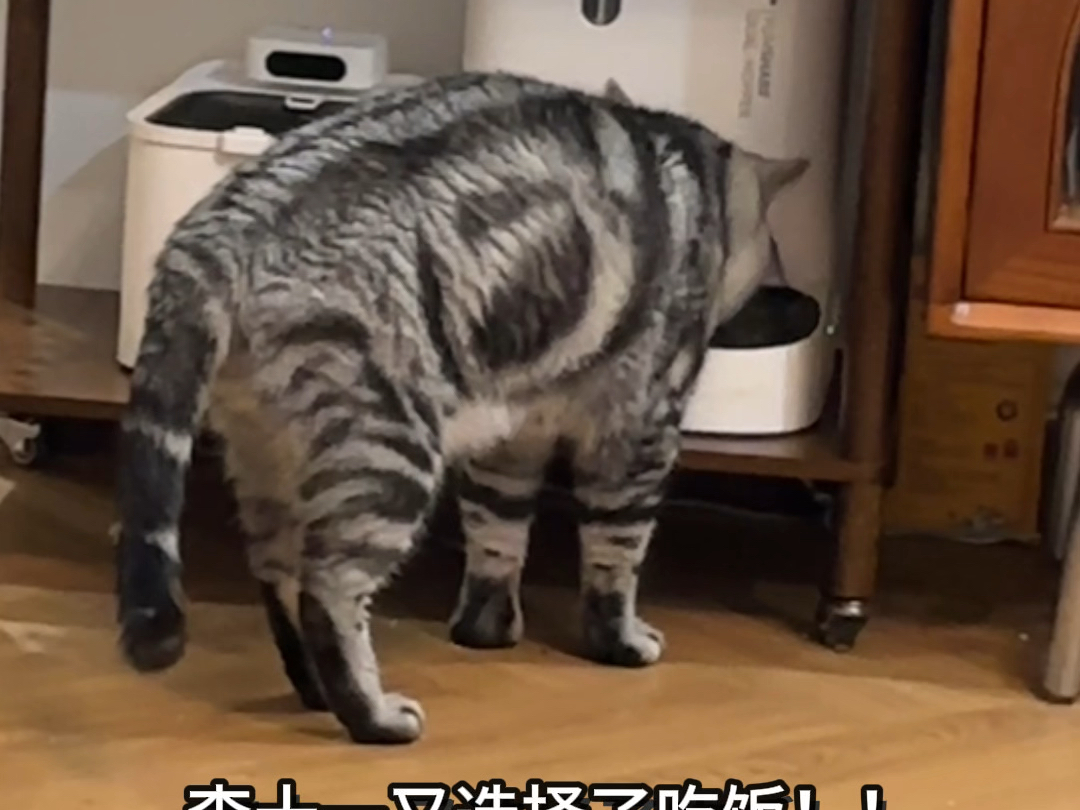 能看出来它是真没招了-Caesar-Cat-Caesar-Cat-哔哩哔哩视频