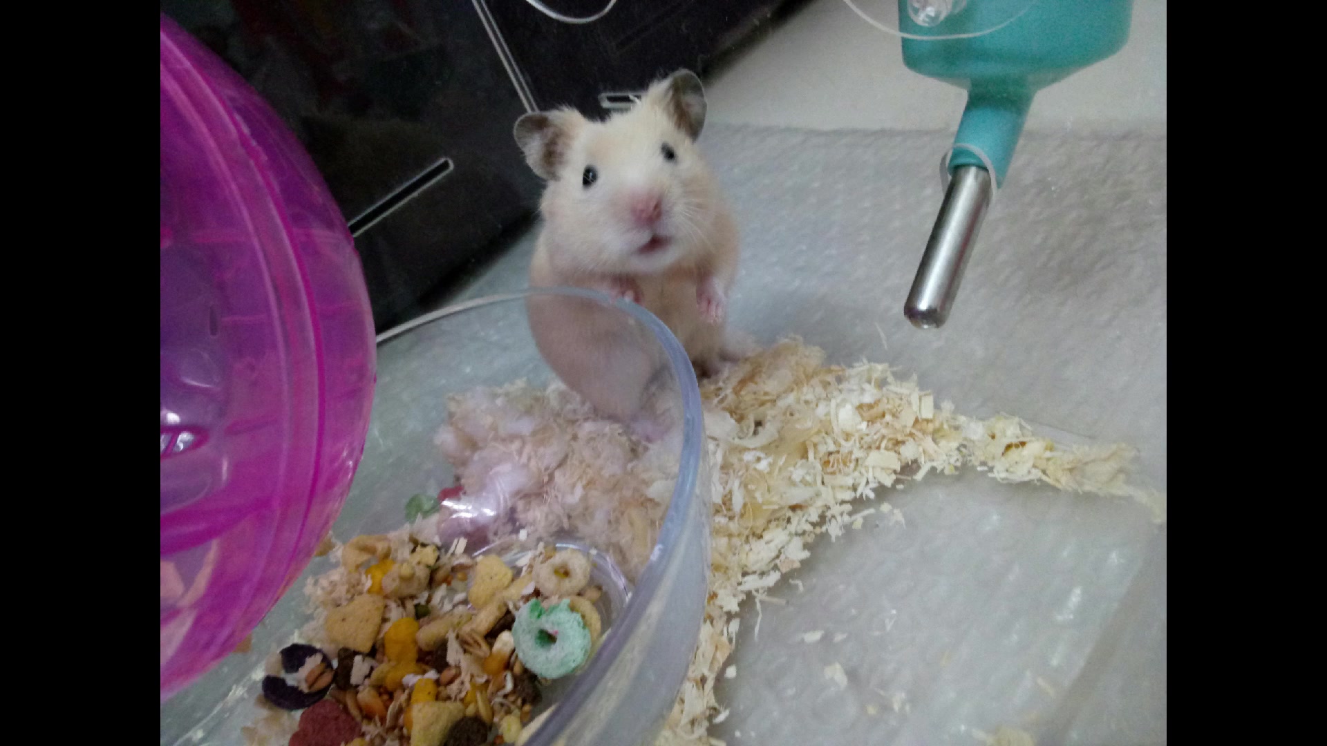 【Layra】MADE IN JAPAN_哔哩哔哩_bilibili