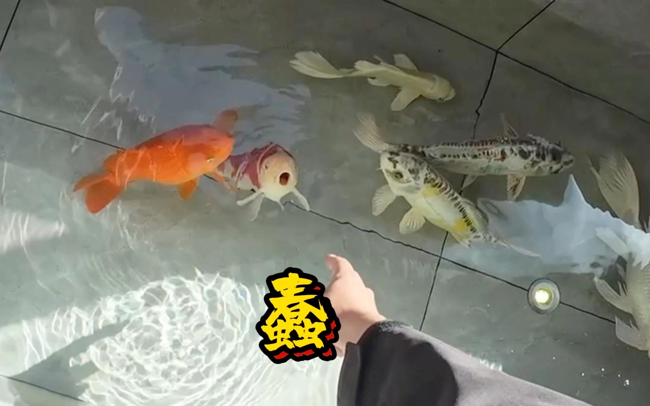 像我这么蠢的人 还让我教你们送外卖?-老六liul-老六liul-哔哩哔哩视频