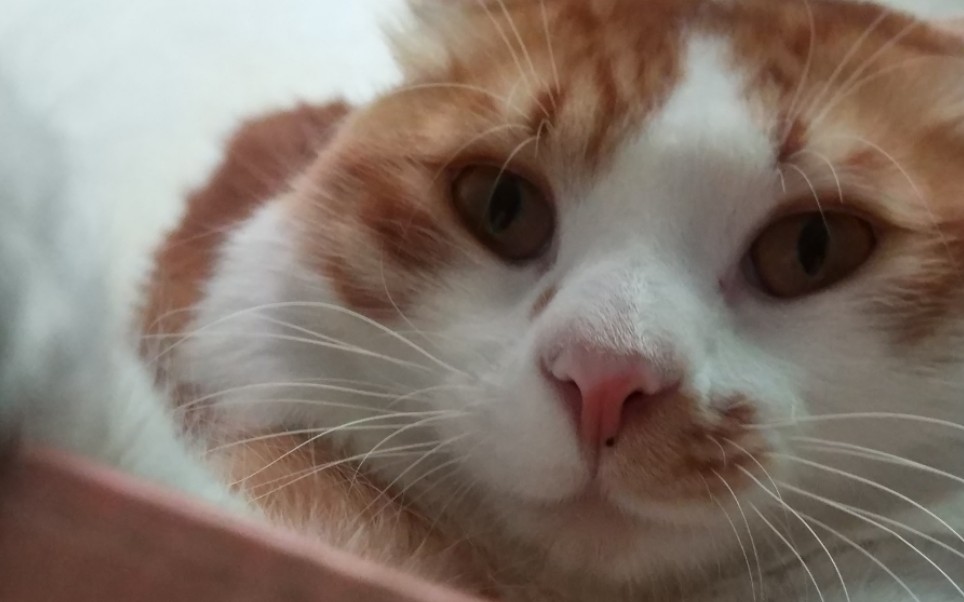 给我撸！狠狠的撸！_哔哩哔哩_bilibili