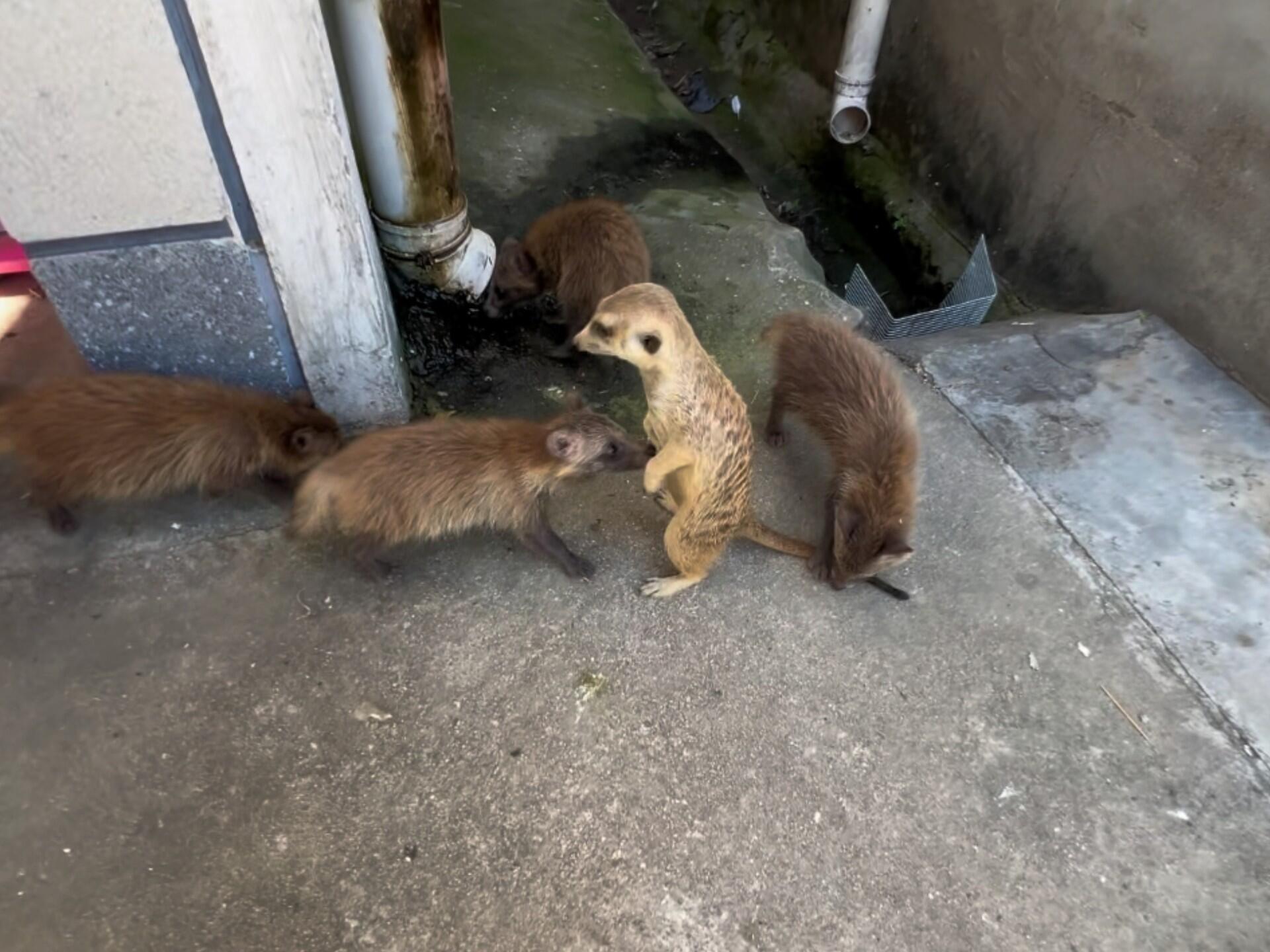 小貉子和狐獴一起出门遛弯，这和谐的有点让人意外！-MK的鹦鹉-MK的鹦鹉-哔哩哔哩视频