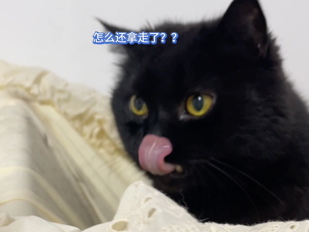 小猫咪为了吃零食竟然…-Caesar-Cat-Caesar-Cat-哔哩哔哩视频