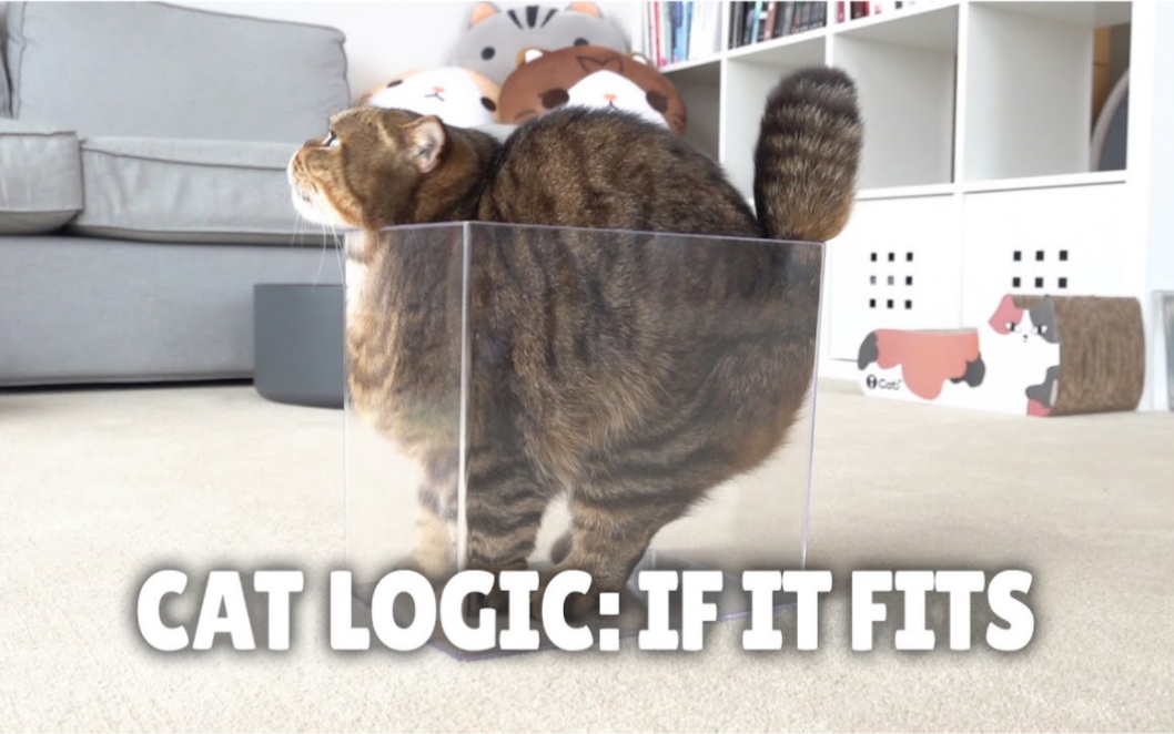 【Kittisaurus】【中字】猫咪的逻辑：适者就钻_哔哩哔哩_bilibili