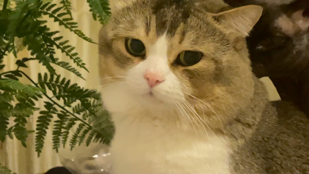 你们到底想让我参与什么？？-Caesar-Cat-Caesar-Cat-哔哩哔哩视频