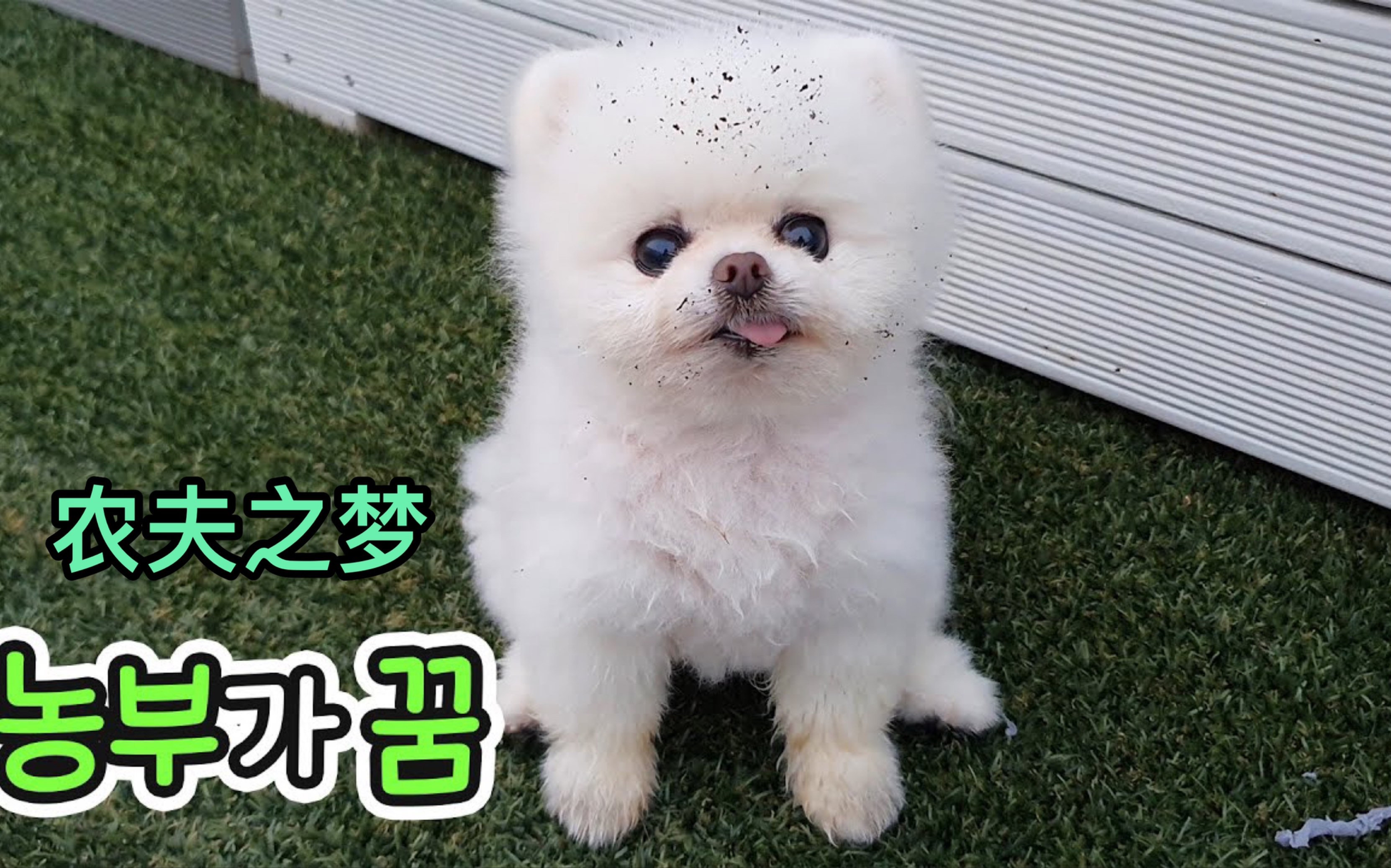 【中字】RuPong一家｜梦想着要成为一名农夫的狗狗｜会偷菜的狗狗_哔哩哔哩_bilibili