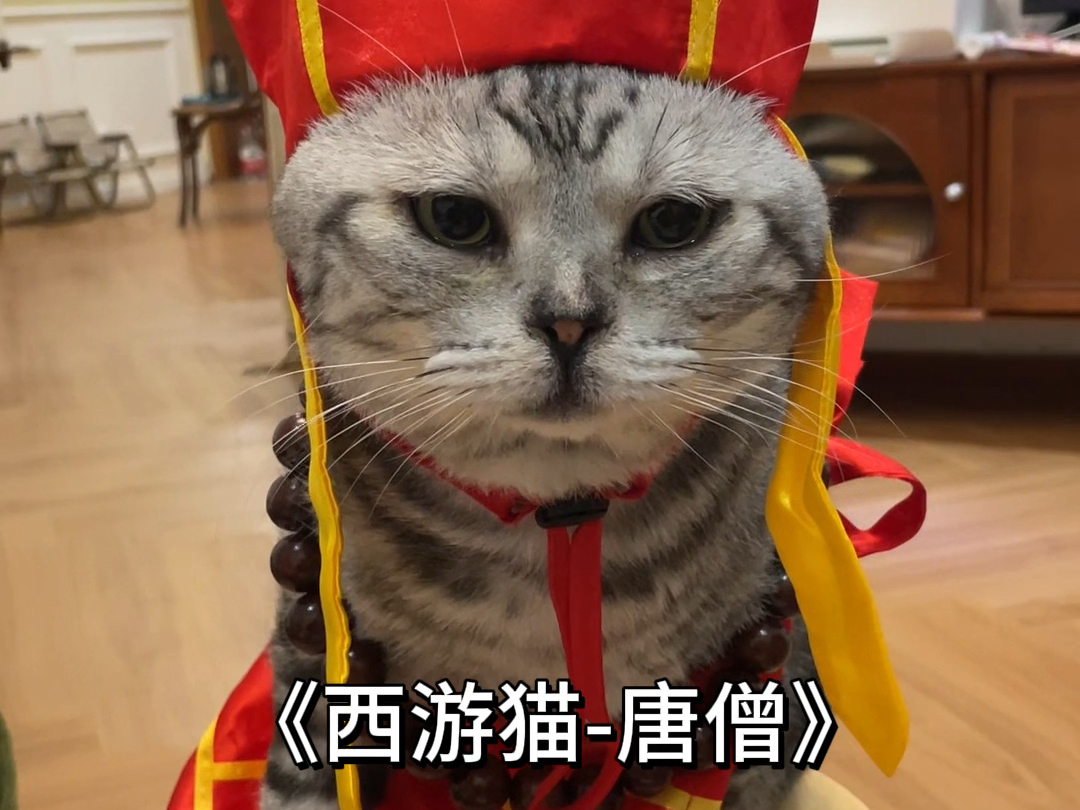 头一次见到这么佛的猫-Caesar-Cat-Caesar-Cat-哔哩哔哩视频