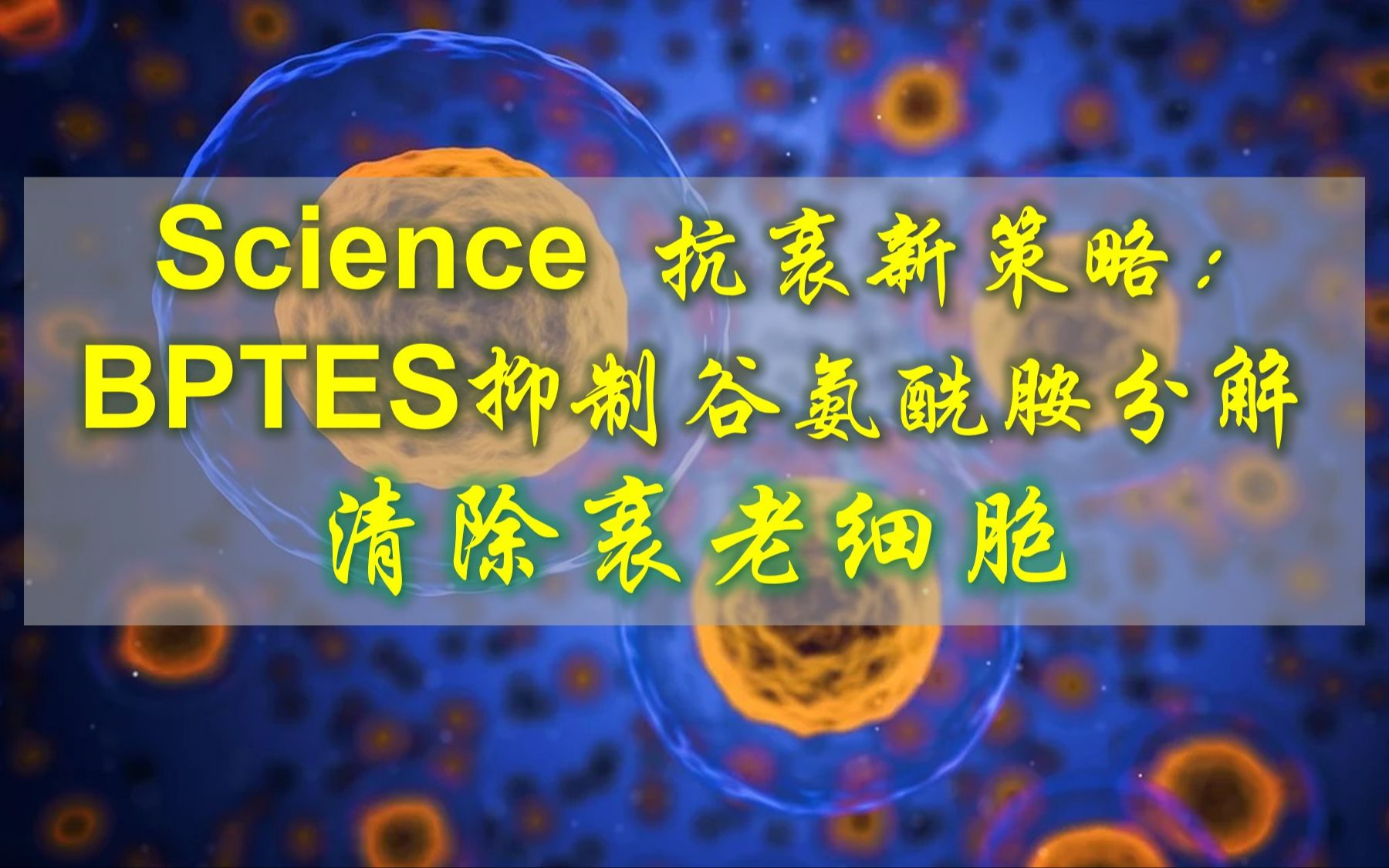 靶向清除衰老细胞的Senolytics（衰老细胞裂解剂）-Science抗衰新策略： BPTES抑制谷氨酰胺分解清除衰老细胞_哔哩哔哩 ...