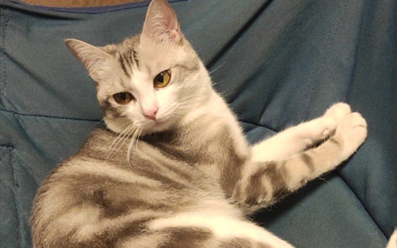 家有萌猫_哔哩哔哩_bilibili