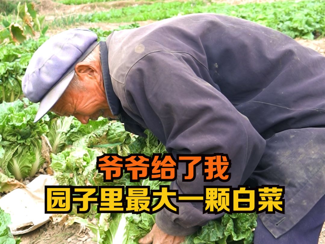 爷爷给了我园子里最大一颗白菜-丰味人生HFJT-丰味人生HFJT-哔哩哔哩视频
