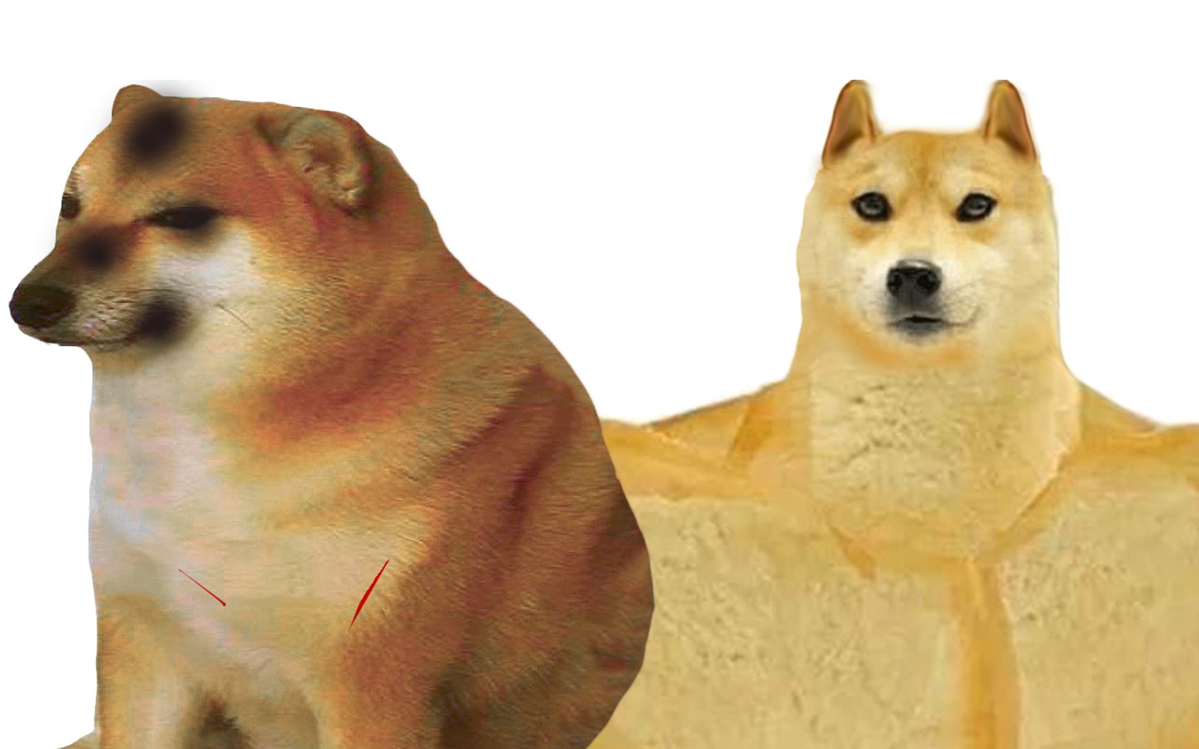 “美丽青年cheems”_哔哩哔哩_bilibili