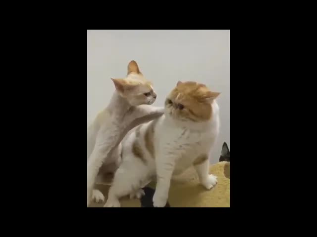 充满乐趣的Cat视频 2022年最佳搞笑猫视频_哔哩哔哩_bilibili