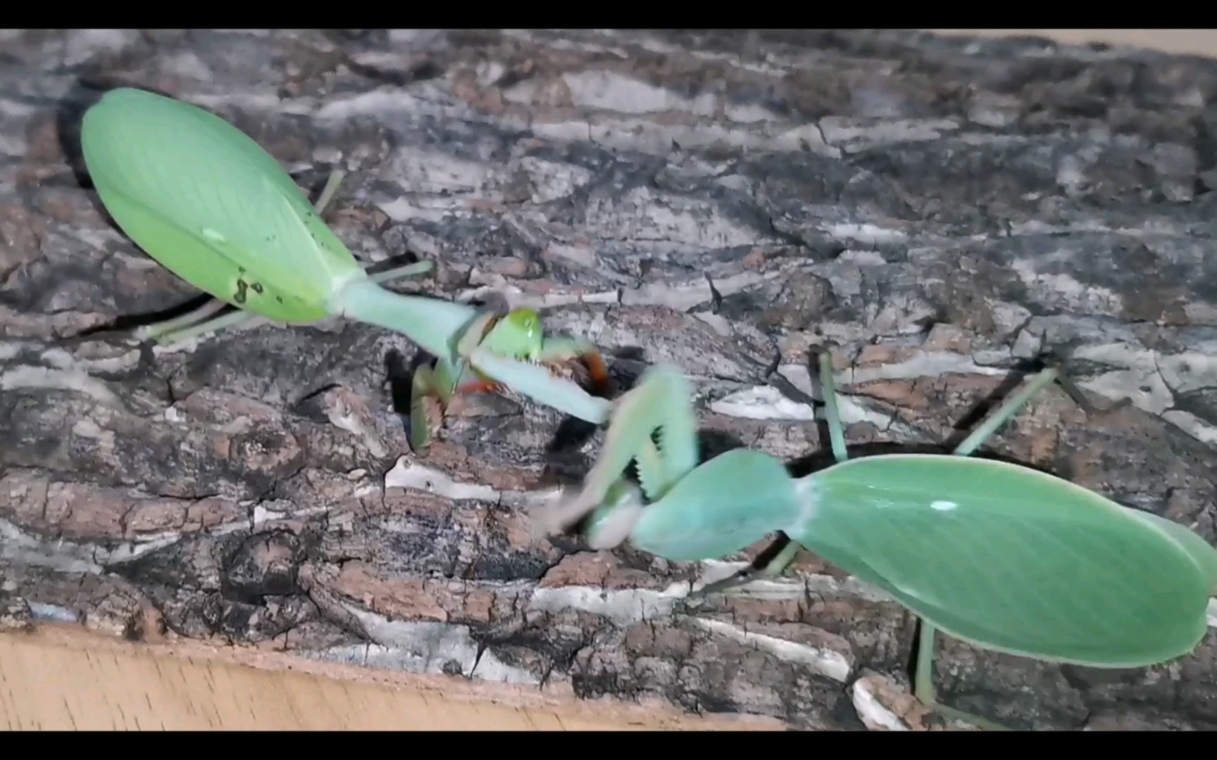 【斗虫】圆盾vs澳宽二番战 澳宽战意不减但力不从心，虽败犹荣！_哔哩哔哩_bilibili