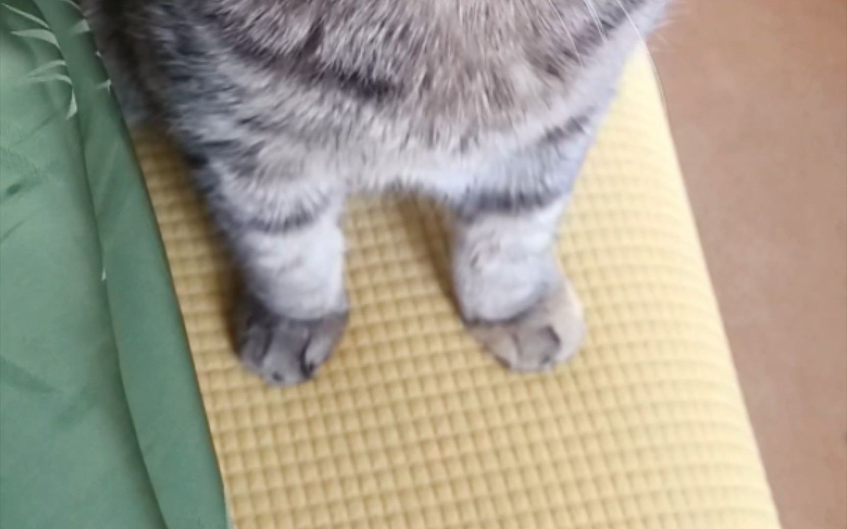 撸猫还得是撸两面喵～-吟游诗人咣当-吟游诗人咣当-哔哩哔哩视频